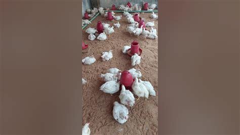 খামারে মুরগি গরমে ভালো রাখার উপায়। গরমে মুরগির যত্ন। হিট স্ট্রোক কমানোর উপায়। মুরগির যত্ন