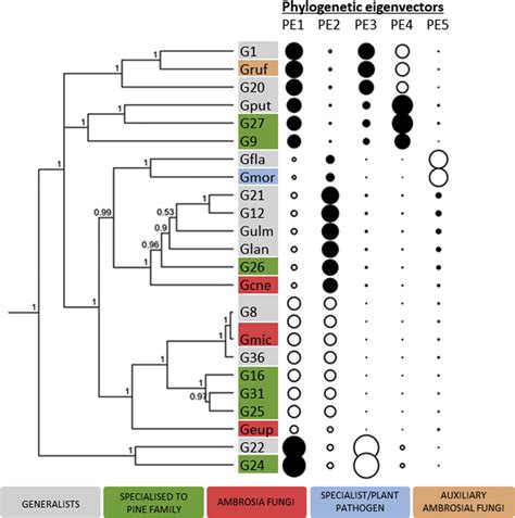 bayesian inference tree and graphical representation of phylogenetic