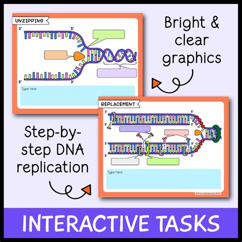 Dna Replication Labeled