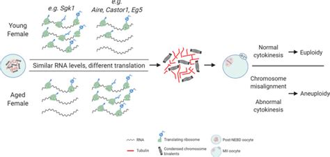 Agerelated Differences In The Translational Landscape Of Mammalian Oocytes PMC