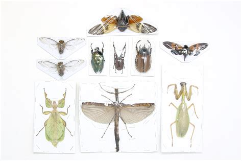 Mixed Assorted Insects Bug Collection A1 Quality Real Dry Preserved