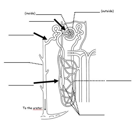 Nephron Loop Pt 2 Diagram Quizlet