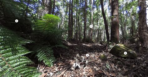 Forest Interconnections Forest Education Foundation