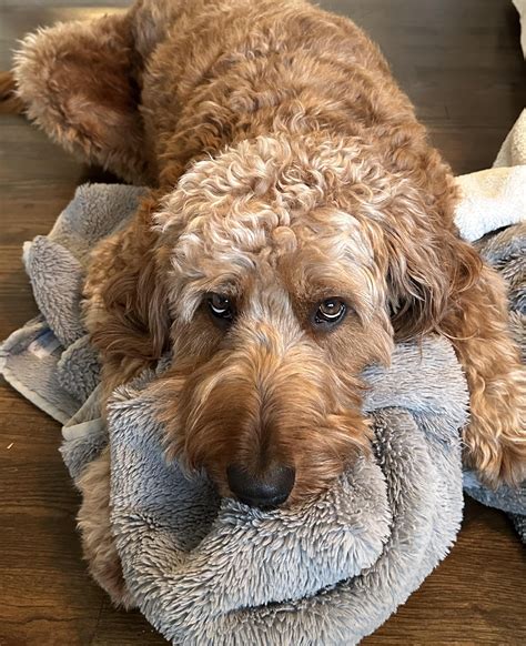 Such A Lazy Doodle💤 R Goldendoodles