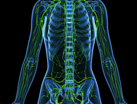 Comparison Blood Lymph Vessels Natural Therapy Wellness Center
