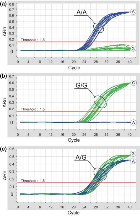 Taqman Real‐time Pcr To Identify The A Variant A G Variant B And
