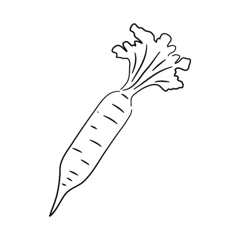 Premium Vector Doodlestyle Parsnip Icon With A Handdrawn Black Sketch