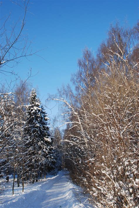 무료 이미지 나무 자연 숲 분기 산 겨울 햇빛 서리 얼음 날씨 눈이 내리는 시즌 시원한 이미지