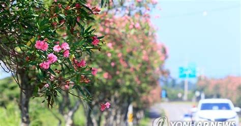 분홍색 꽃 활짝 협죽도 가로수길