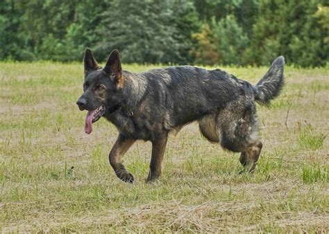 Different Colour Of German Shepherd
