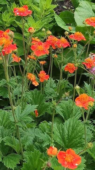 Цветы 🌺🌿 дождь 🌧️ лето Flowers 🌺🌿 Rain 🌧️ Summer Youtube