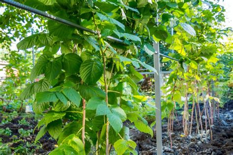 Raspberry Trellis How To Build Your Own Plantura