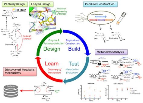 Synthetic Biology Boosts Efficiency Of Microbial Factories Biocompare The Buyers Guide For