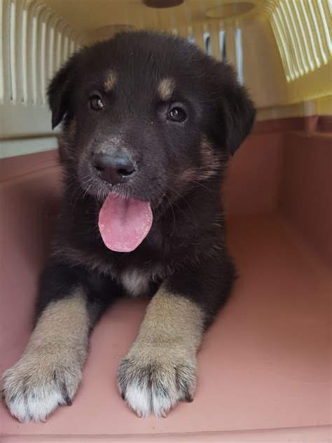 ⁉️СПЕШНО Дом за животните от общинския приют в Русе