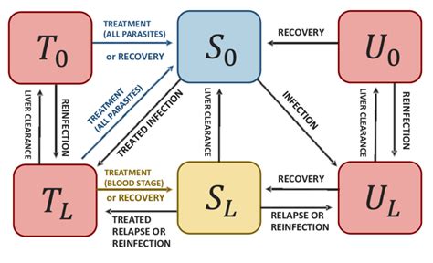 Schematic Representation Of The Model For P Vivax Dynamics Including Download Scientific