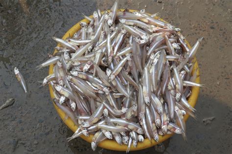 Stolephorus Indicus Van Hasselt 1823