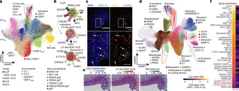 Lymphoid Tissue Organogenesis Programs Adopted In Crohns Disease A Download Scientific
