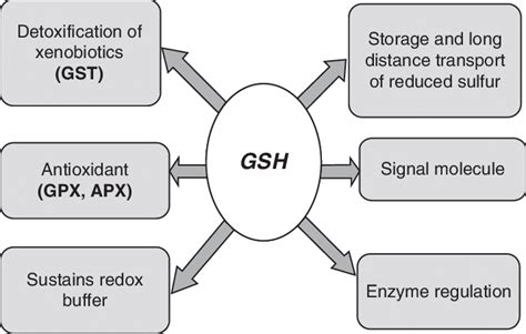 Functions Of Glutathione In Plants Gpx Guaiacol Peroxidase Download Scientific Diagram