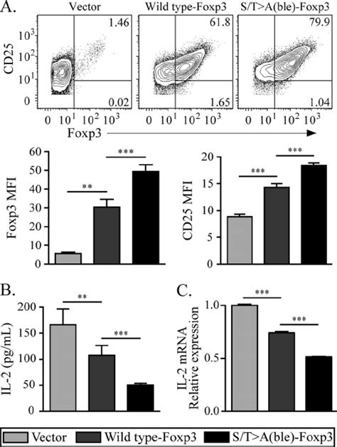S T 3 A Ble Foxp3 Exhibits Enhanced Suppressive Function In Vitro Download Scientific