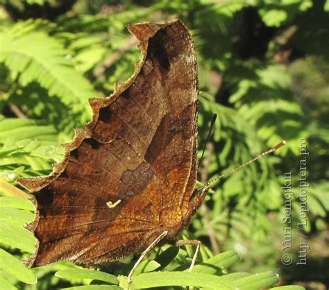 Photo 10508 Polygonia C Aureum