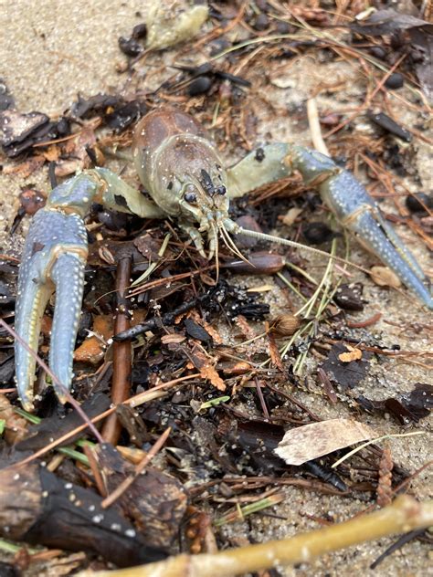 Dead Crayfish Washed Up On Torch Lake Eastport Michigan R