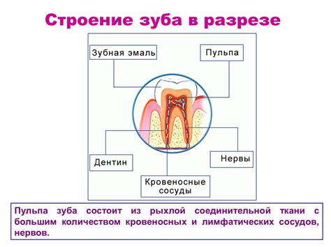 Презентація на тему Зуби (варіант 4) — презентації з біології | GDZ4YOU