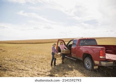 Women Loading Truck Sunny Crop Field Stock Photo 2141592793 Shutterstock