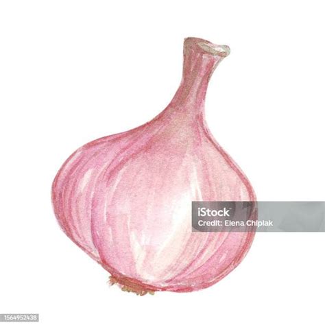 마늘 손으로 그린 수채화 그림은 흰색 배경에 분리되어 있다 가득 찬에 대한 스톡 벡터 아트 및 기타 이미지 가득 찬 건강한