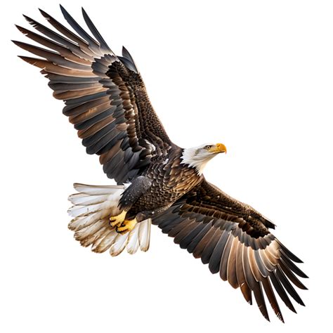 Eagle Flying Pngs For Free Download