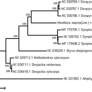 The Maximum Likelihood ML Tree Based On The 12 Representative Download Scientific Diagram