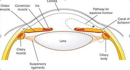 24 Functions Ext Eye Muscles Neural Control Of Eye Movements