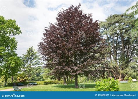 Copper Beech Purple Beech Fagus Sylvatica Purpurea Ornamental Tree Stock Image Image Of