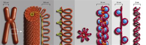Chromatin Condensation Diagram Photograph By Art For Science