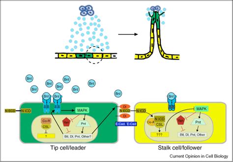 3c Signaling In Leader And Follower Cells Tip Cell Selection In The Download Scientific