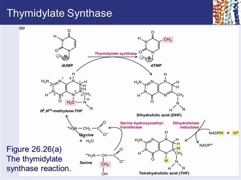 Chapter 26 Synthesis And Degradation Of Nucleotides Ppt Video Online Download