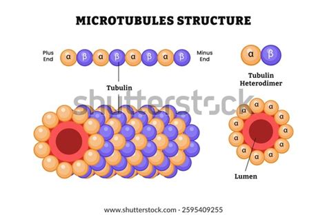 Microtubules Structure Anatomy Diagram Poster Medical Stock Vector Royalty Free 2595409255