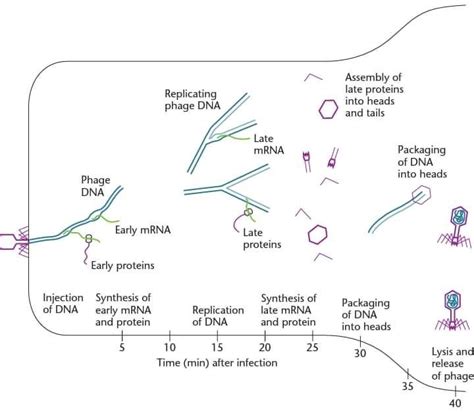 Hanaa Fayed On Linkedin A Typical Bacteriophage Multiplication Cycle‼