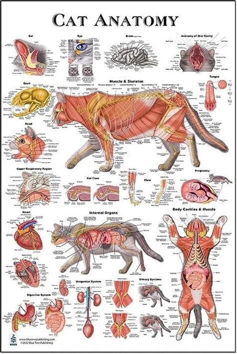 Pin By Lenor On Анатомия животных In 2025 Cat Anatomy Vet Medicine