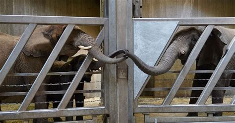 Granny Elephant Meets Daughter After Year Separation