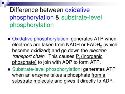 PPT Cellular Respiration Electron Transport Chain Ch 9 PowerPoint