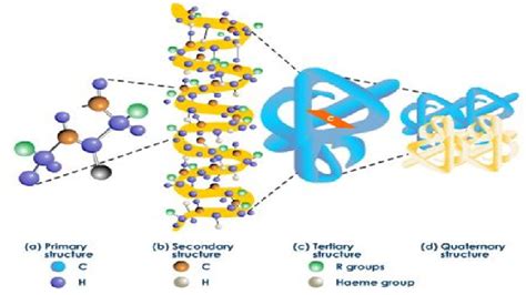Enzyme Protein Structure