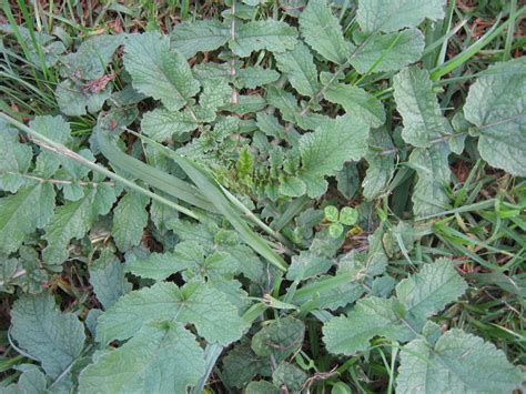 Weeds The Trees And Flowers Of Whangarei