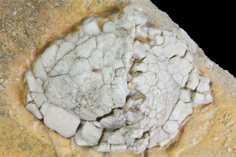1 7 Cactocrinus Crinoid Calyx Burlington Formation Missouri 80796