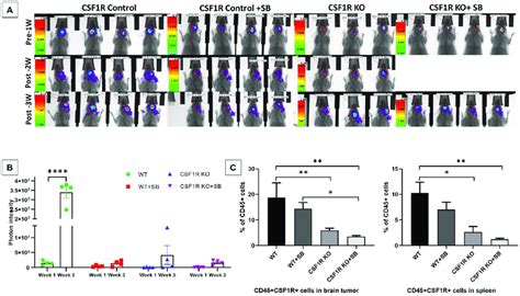 A And B Optical Images And Quantified Photon Intensities Of Pre And Download Scientific
