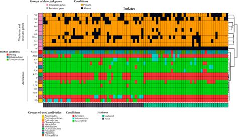 Heat Map Presentation Of Biofilm Formation Virulence Genes And