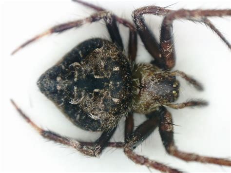 Typical Orbweavers From 2gqcjc5 Talomo Davao City 8000 Davao Del