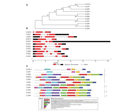 The Evolutionary Relationships Gene Structures And Functional Motifs
