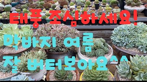 태풍조심하세요 다육이들이 물러요 ㅠ블랙퀸다육다육일상다육힐링태풍 Youtube