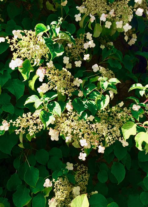 Hydrangea Petiolaris Global Garden Lab