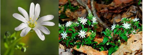 21 Types Of White Wildflowers In North Carolina 2026 Bird Watching Hq